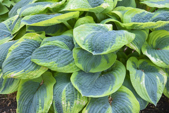 Hosta 'Frances Williams' – Joe Cappel’s Garden Center