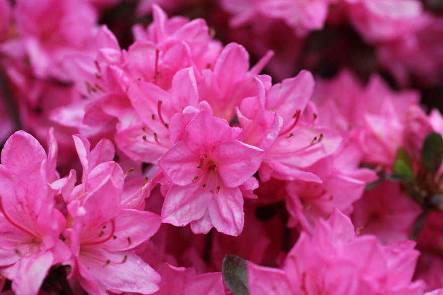 Azalea 'Tradition' – Joe Cappel’s Garden Center